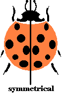 ladybugs